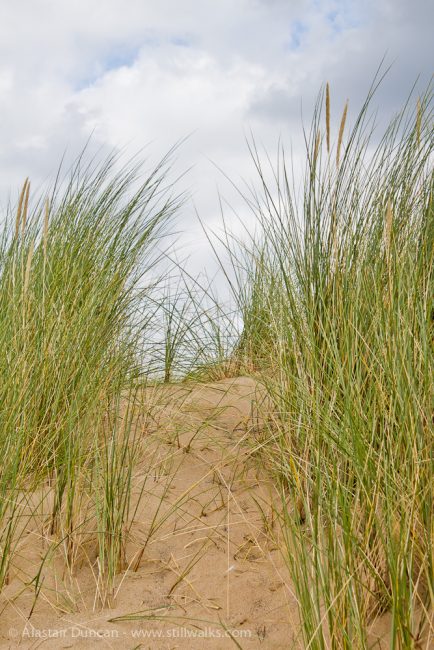 Sand and Grass at the Top of the Beach – StillWalks