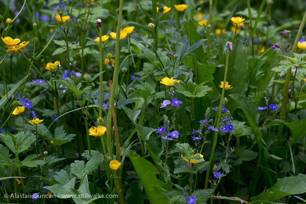 Penllergaer Woods-10 – StillWalks