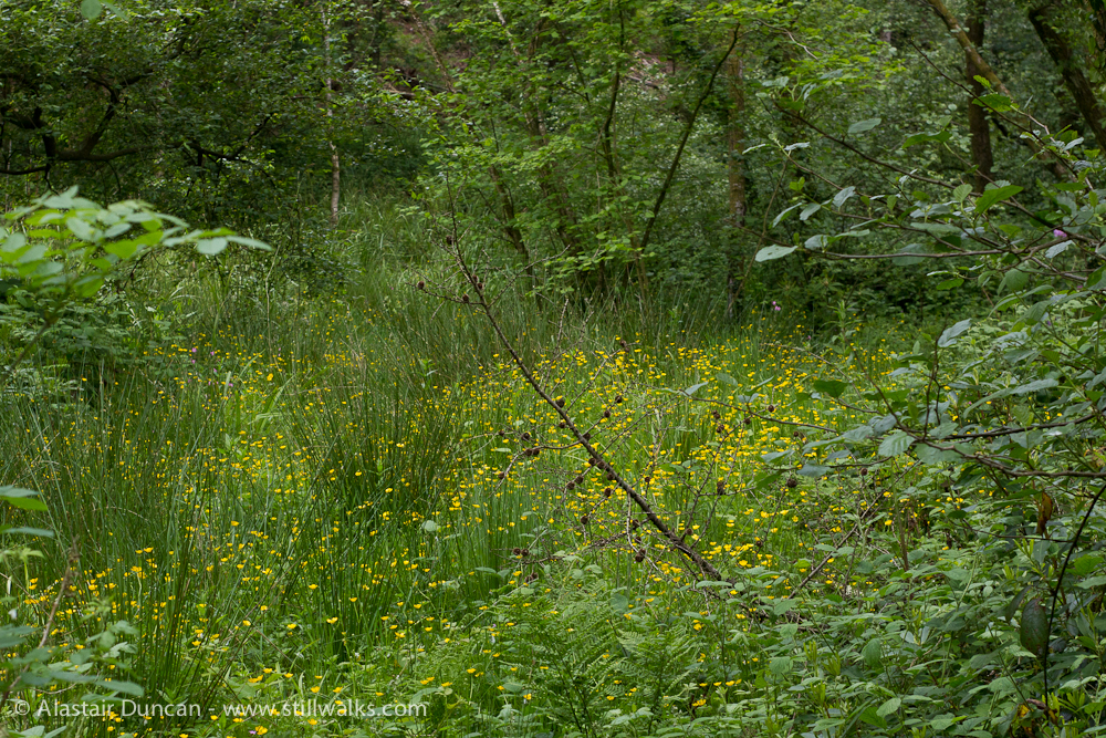 Penllergaer Woods-11 – StillWalks