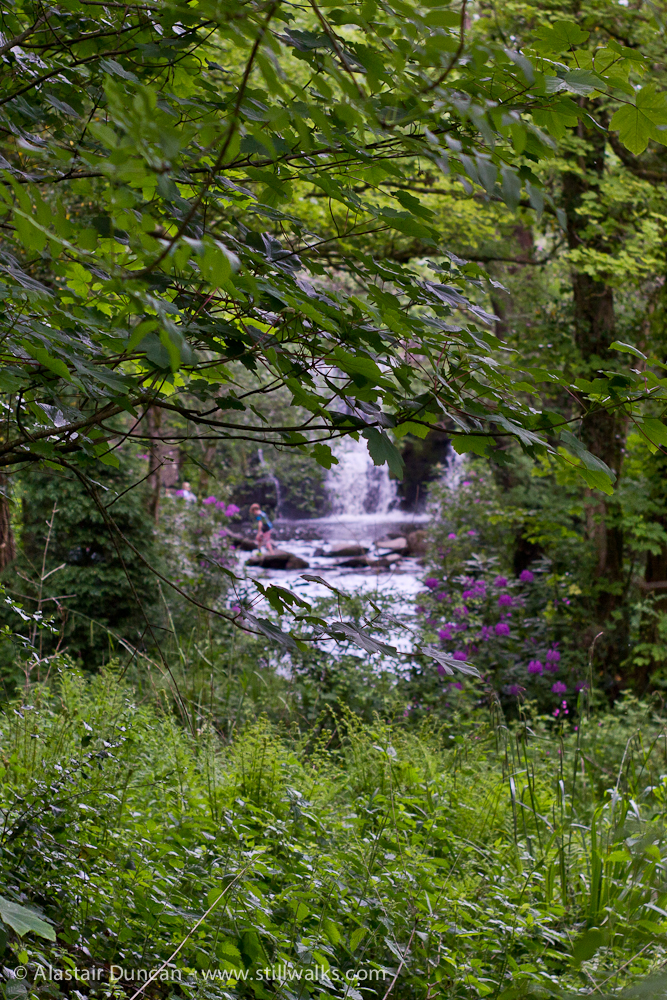 Penllergaer Woods-7 – StillWalks