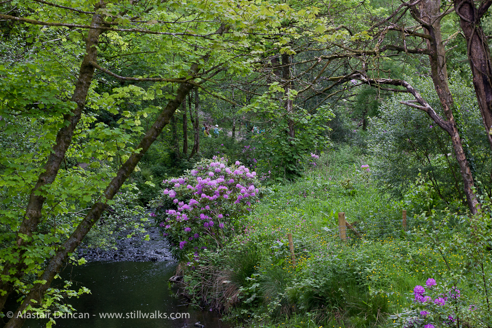 Penllergaer Woods-8 – StillWalks