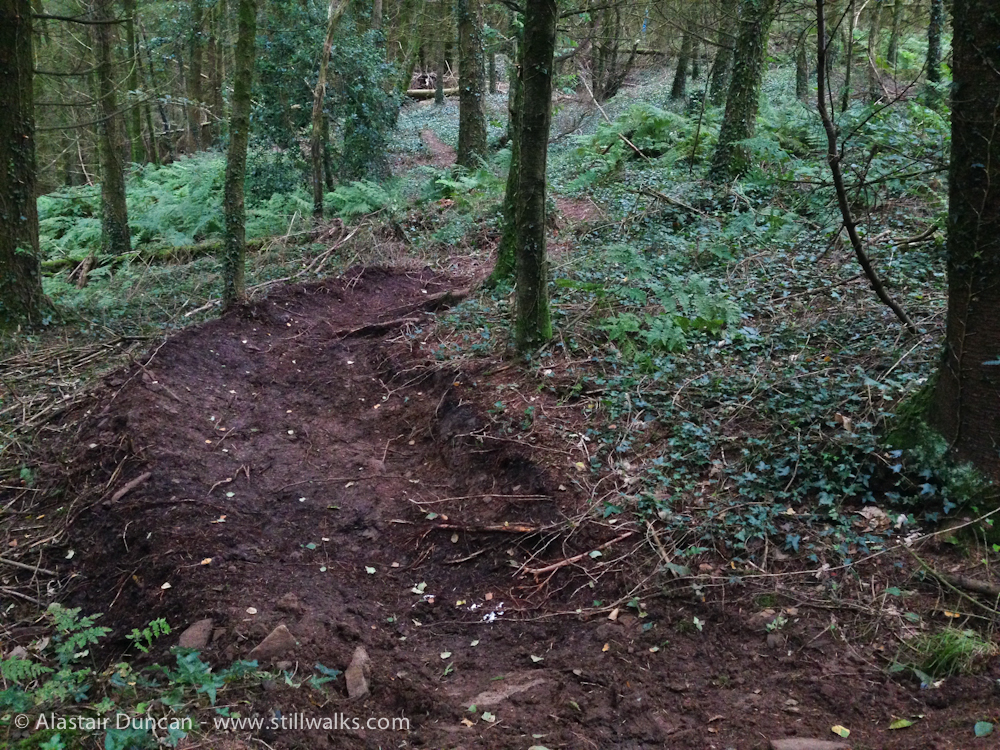 Memory – Colour, Texture and Sound in an August Forest – StillWalks