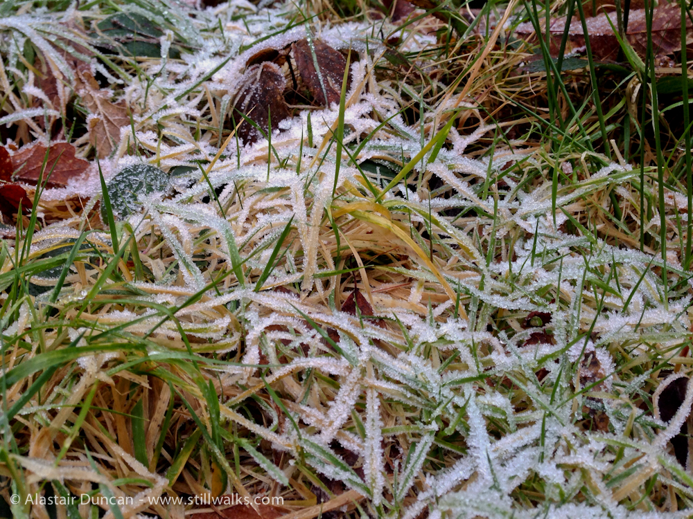 Looking Back at February in the Forest – StillWalks