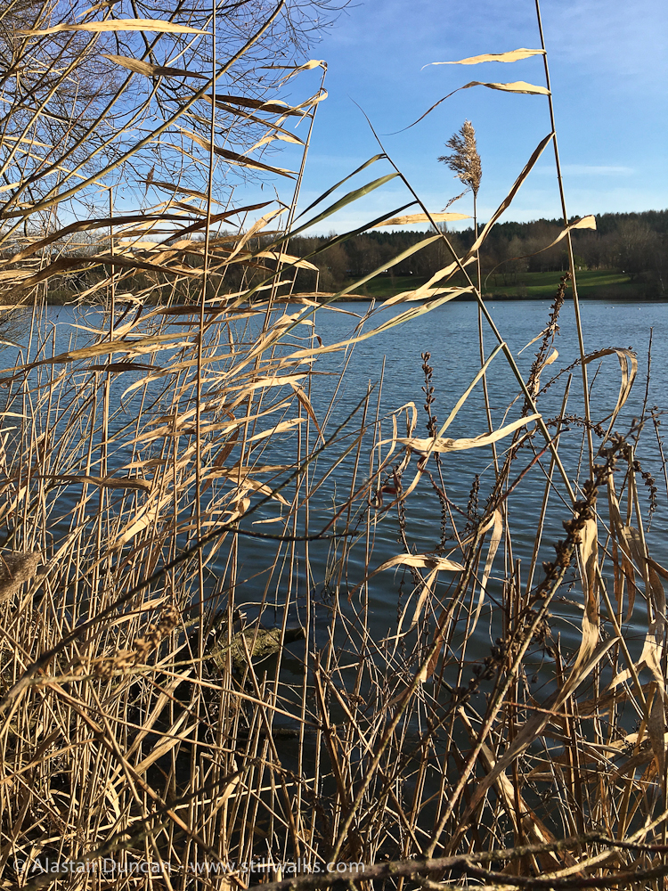 Lakeside Reeds – StillWalks