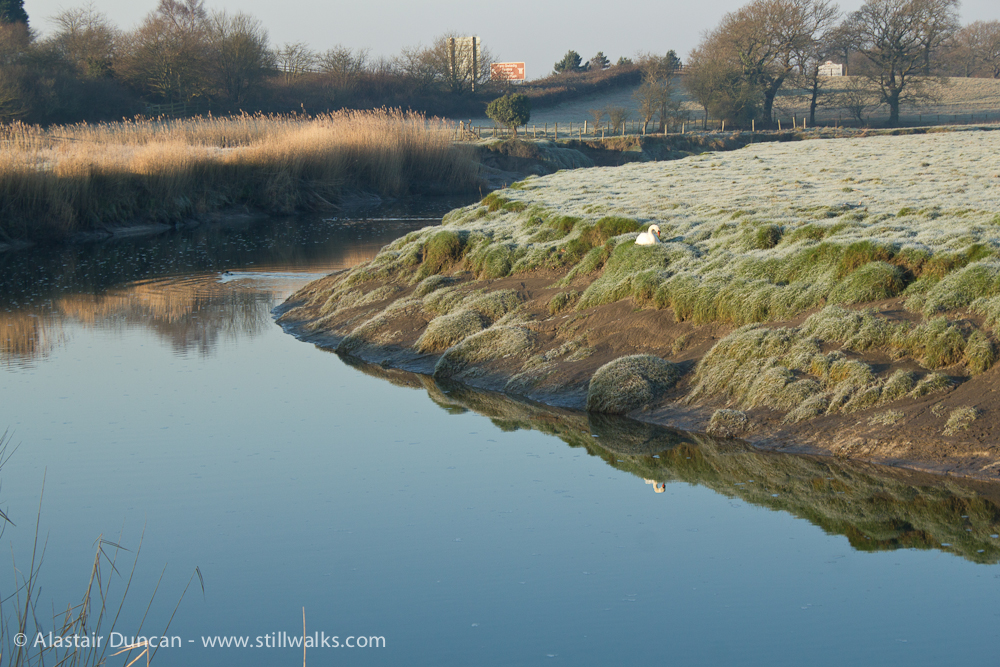 River Loughor and swan – StillWalks