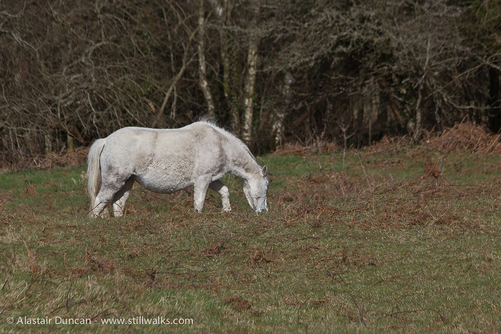 Gower pony – StillWalks