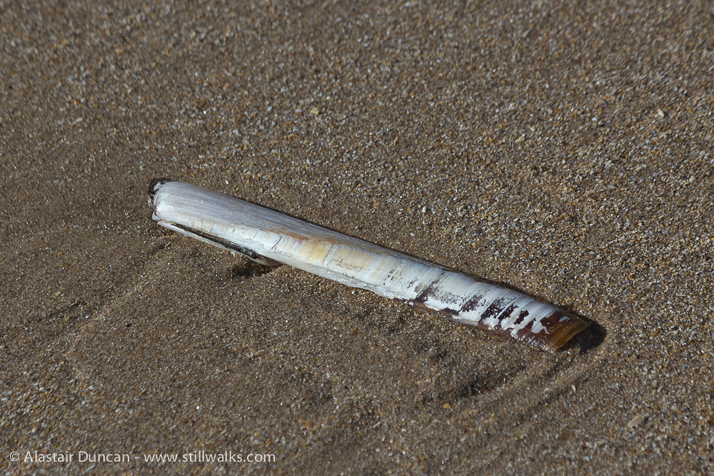 razor shell – StillWalks