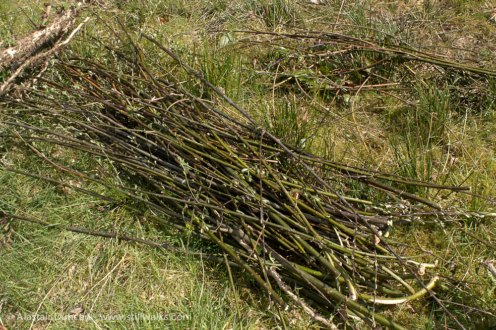 Willow withies – StillWalks