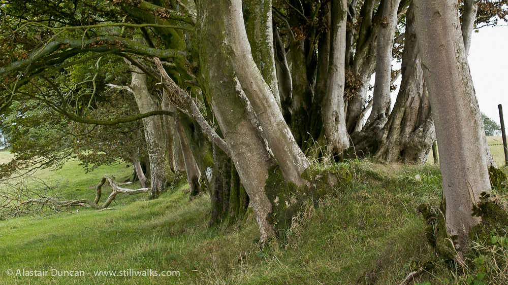 Dorset beeches – StillWalks