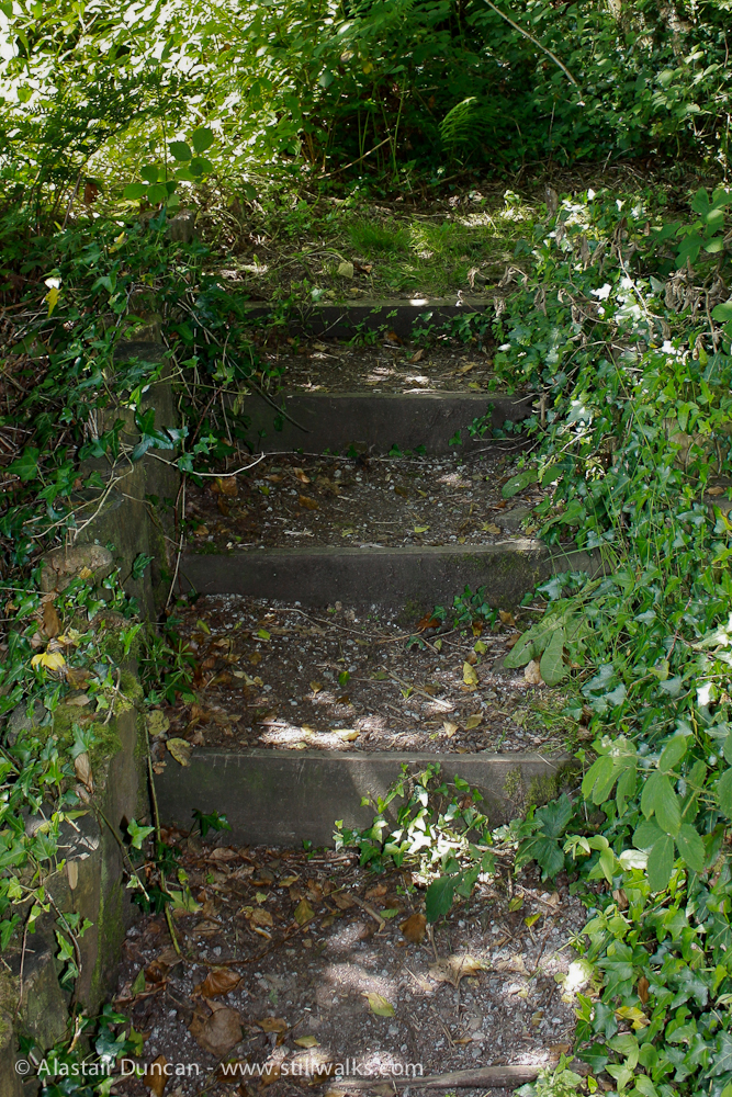 Forest footsteps – StillWalks