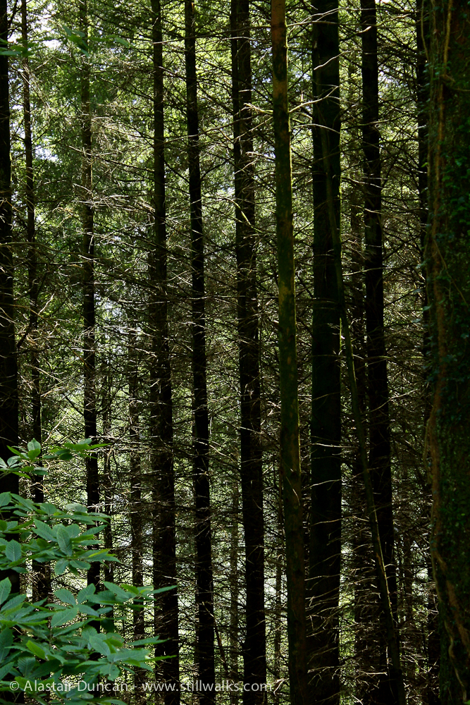 Forest Formation – StillWalks