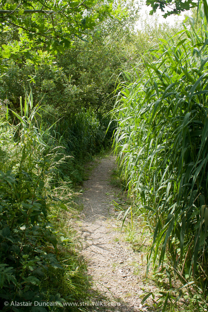 Marsh path natural encroachment – StillWalks