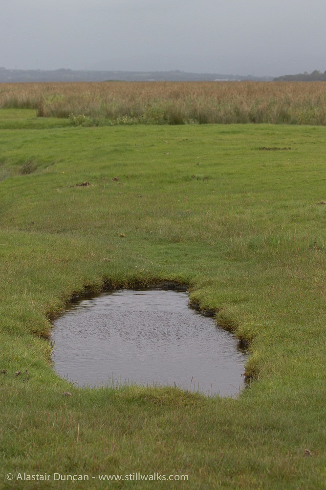 Marsh puddle – StillWalks