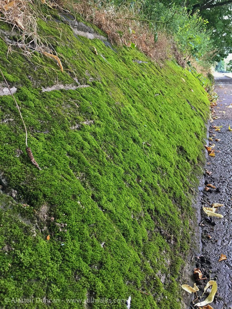riverbank moss – StillWalks