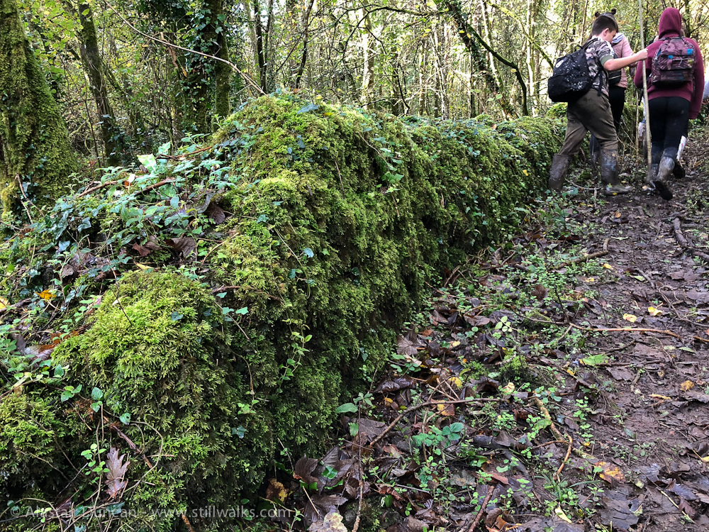 Bishopston Valley Details and No Rain – StillWalks