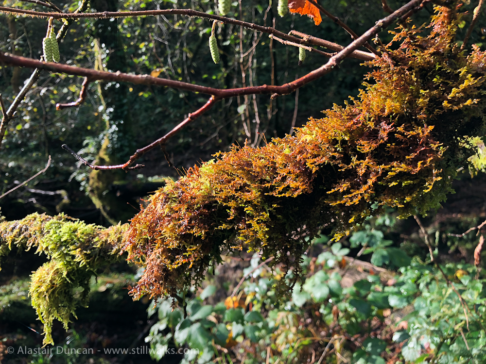 Bishopston Valley Details and No Rain – StillWalks