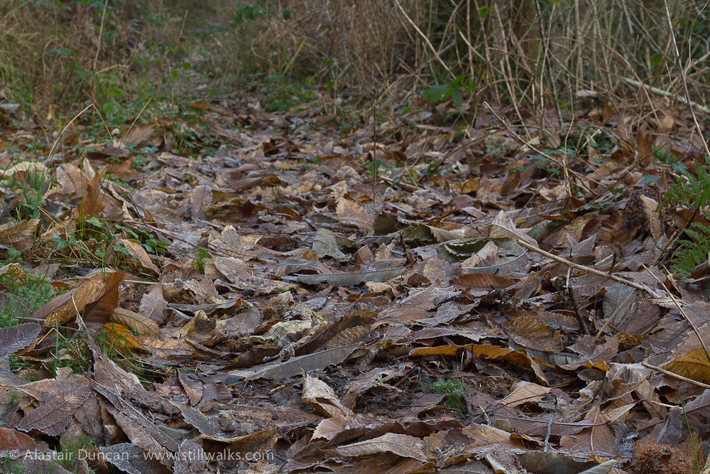Woodland Frost and Interior Moss | StillWalks