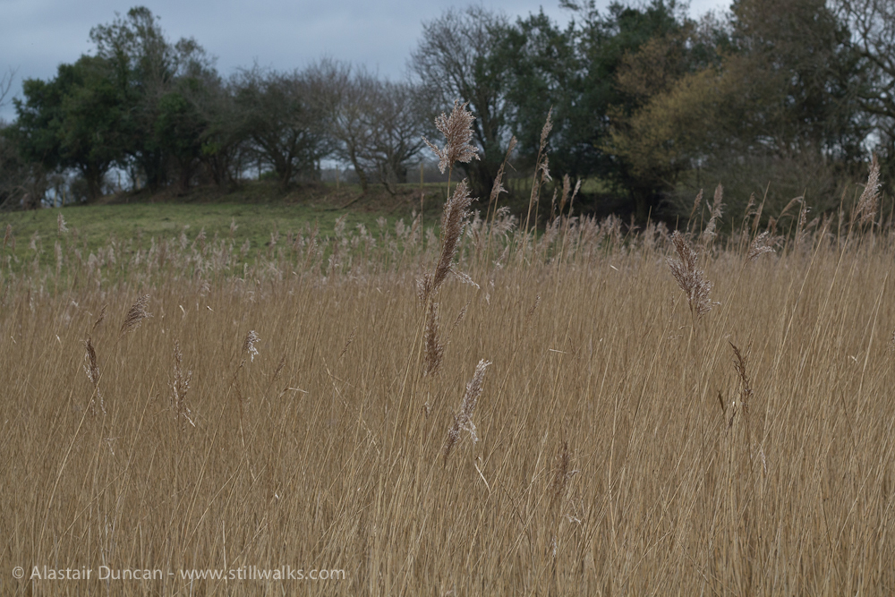 Marsh Grasses – StillWalks