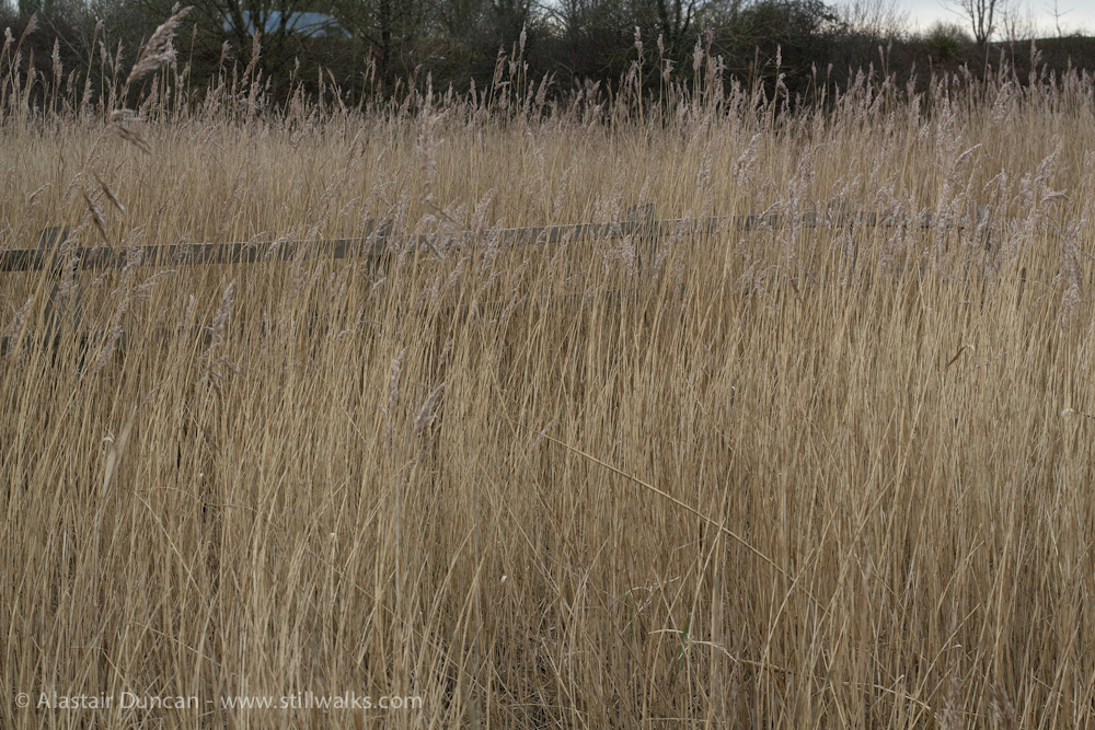 Marsh fence focus 2 – StillWalks