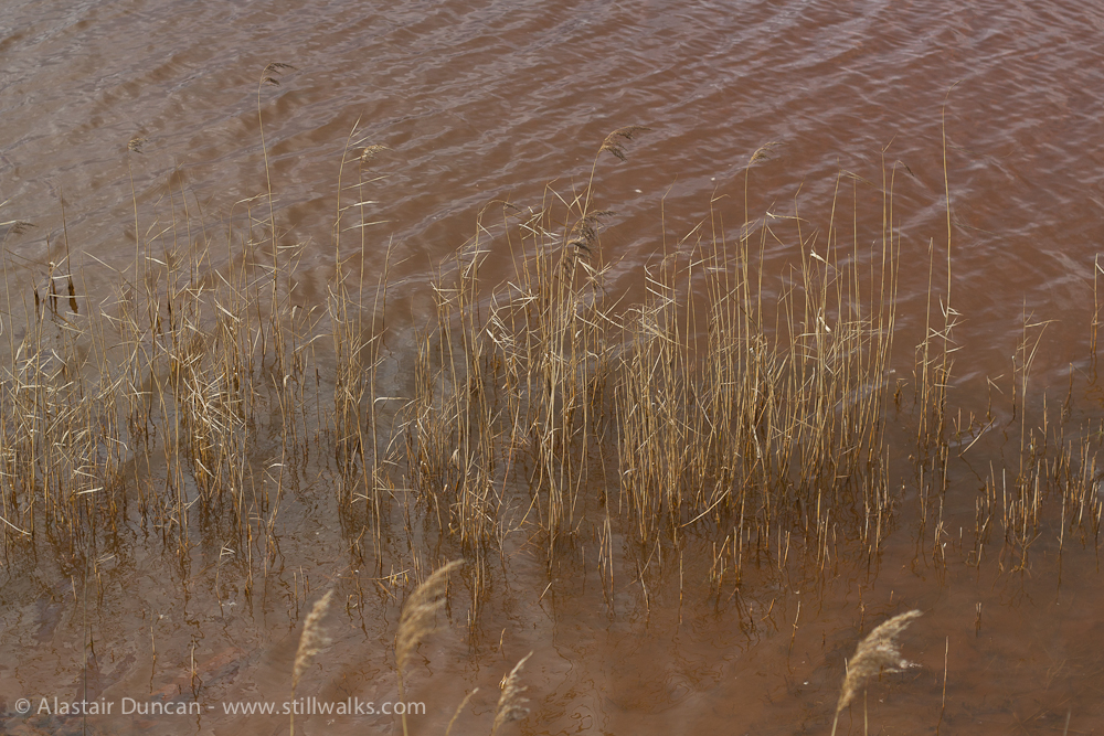 Red water grasses – StillWalks