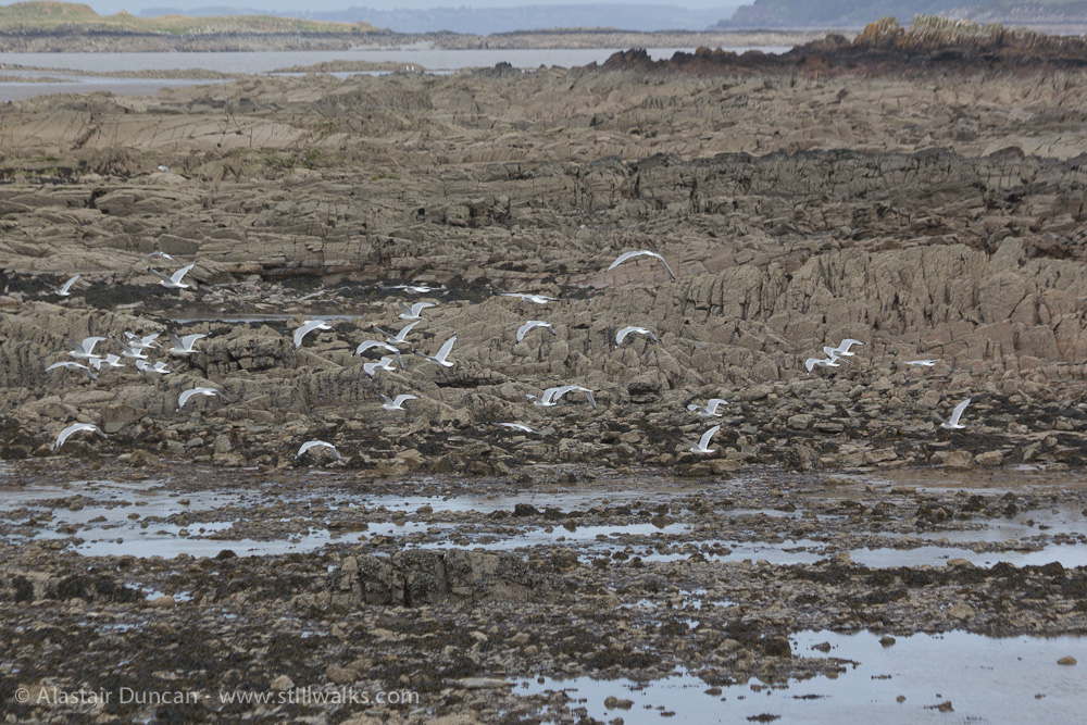 Fauna in Scotland-1 – StillWalks