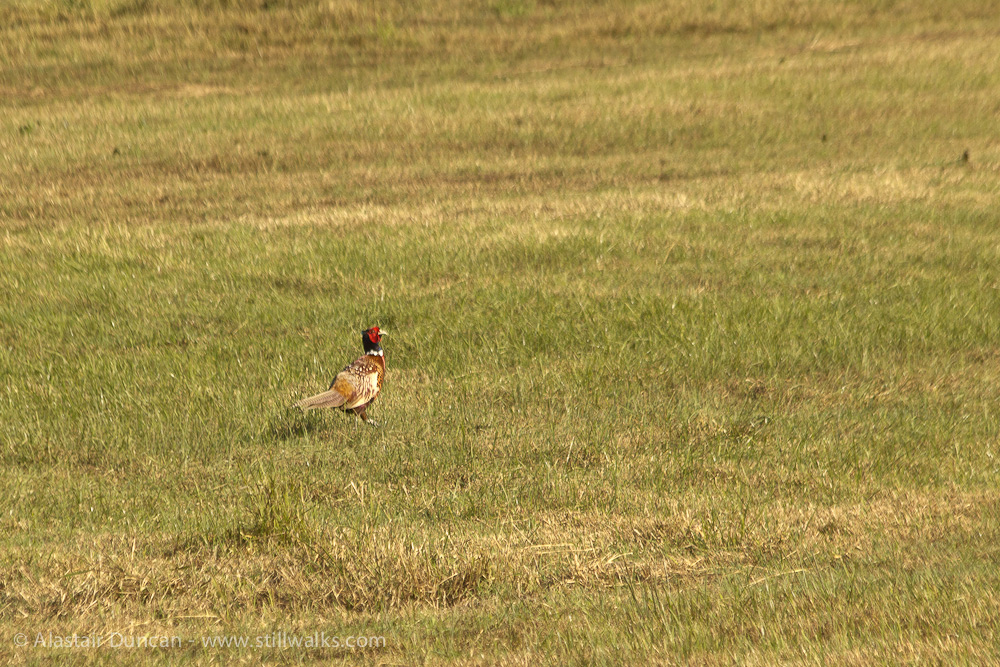Fauna in Scotland-10 – StillWalks