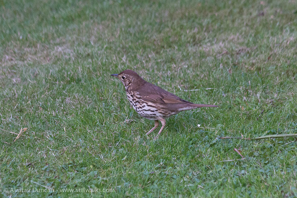 Fauna Findings 2 in Scotland – Wildlife – StillWalks