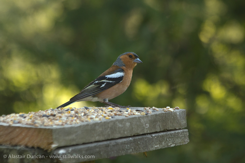 Fauna in Scotland-15 – StillWalks