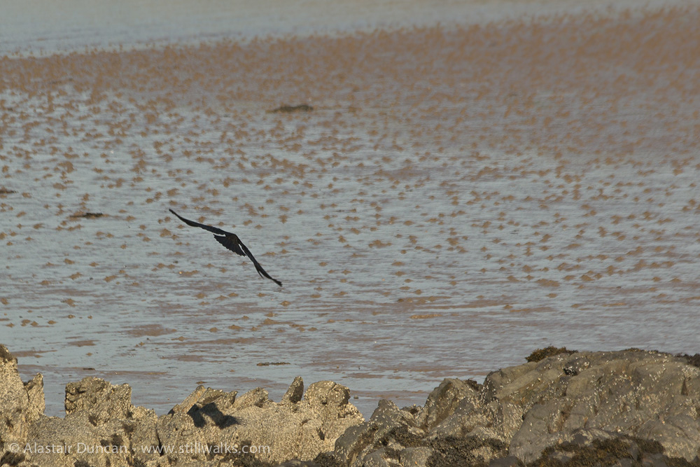 Fauna in Scotland-7 – StillWalks