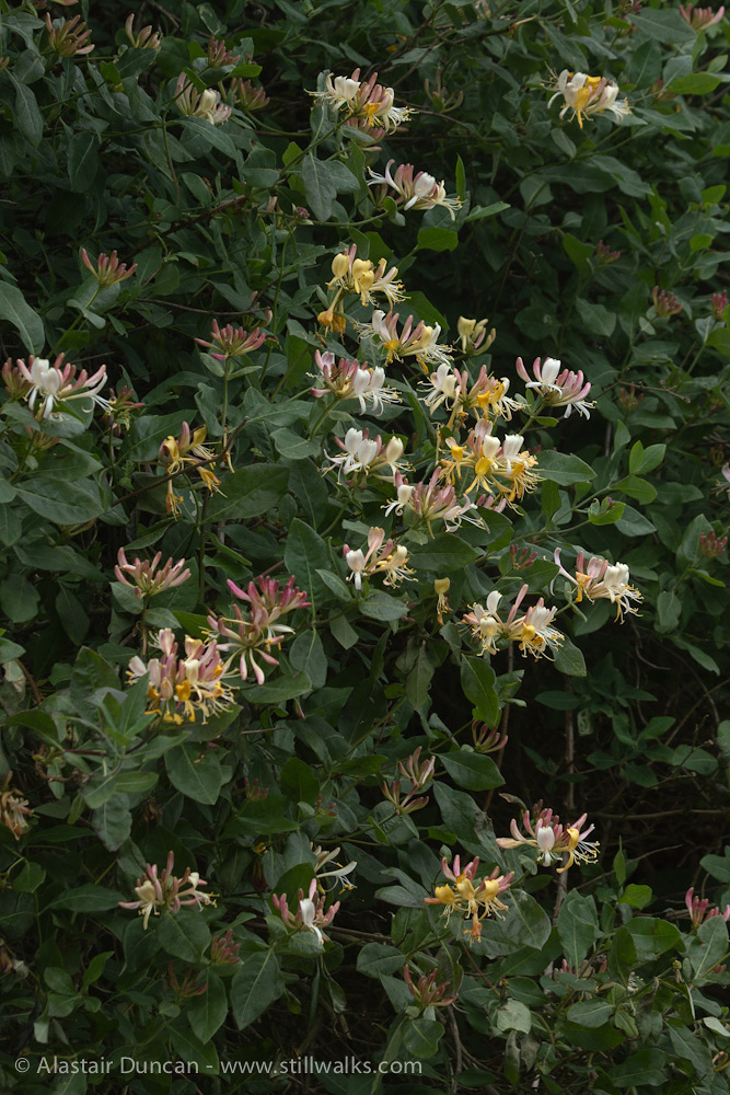 Flora in Scotland-4 – StillWalks