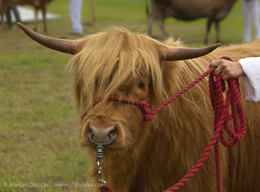 The Horns Have It at the Agricultural Show – StillWalks
