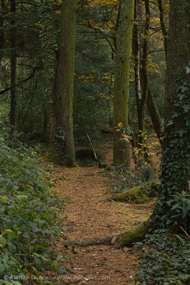 Penllergaer Valley Woods-1 – StillWalks