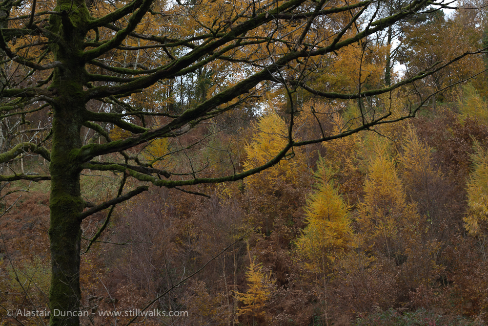 Penllergaer Valley Woods-12 – StillWalks