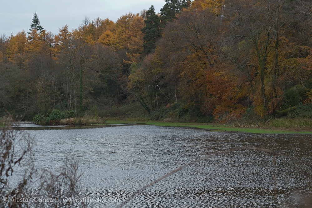 Penllergaer Valley Woods-16 – StillWalks