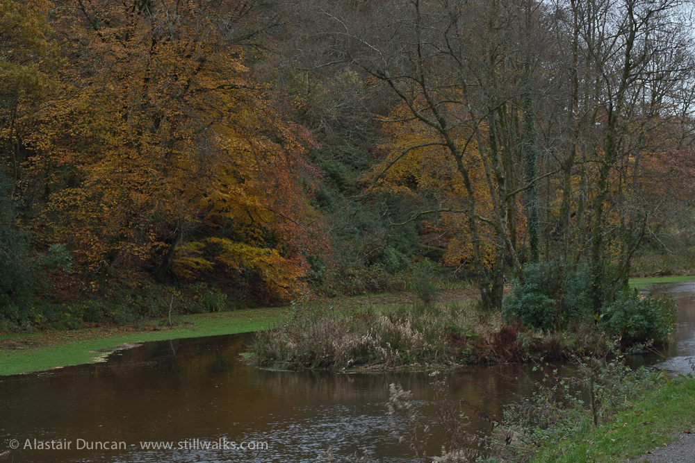Penllergaer Valley Woods-20 – StillWalks