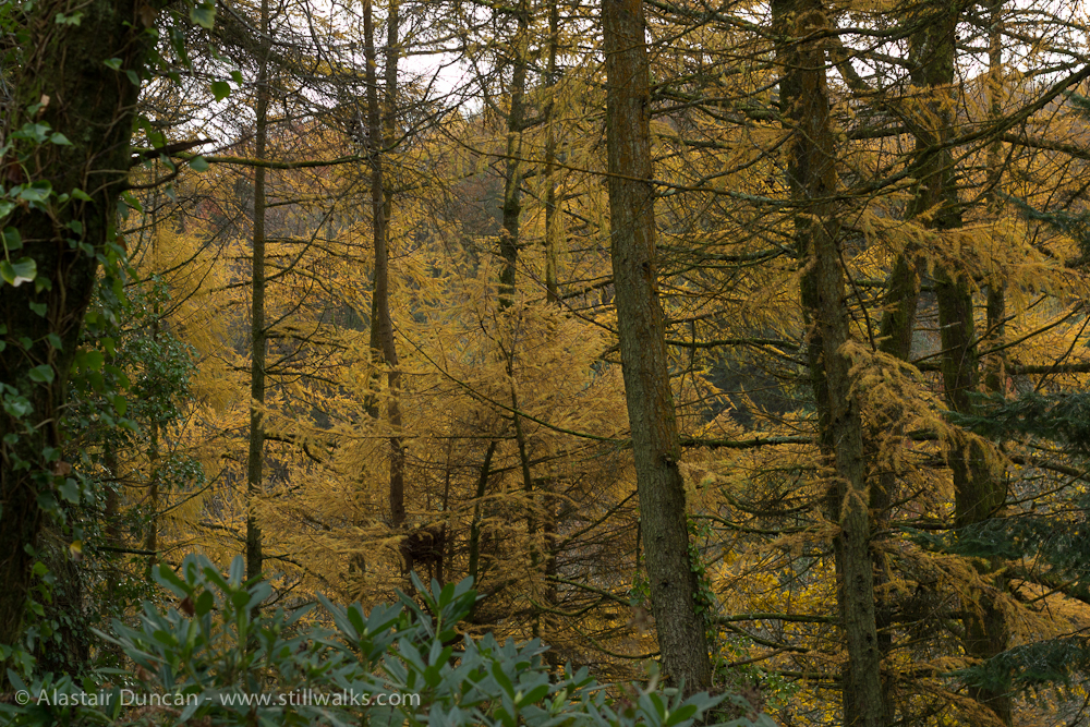 Penllergaer Valley Woods-5 – StillWalks