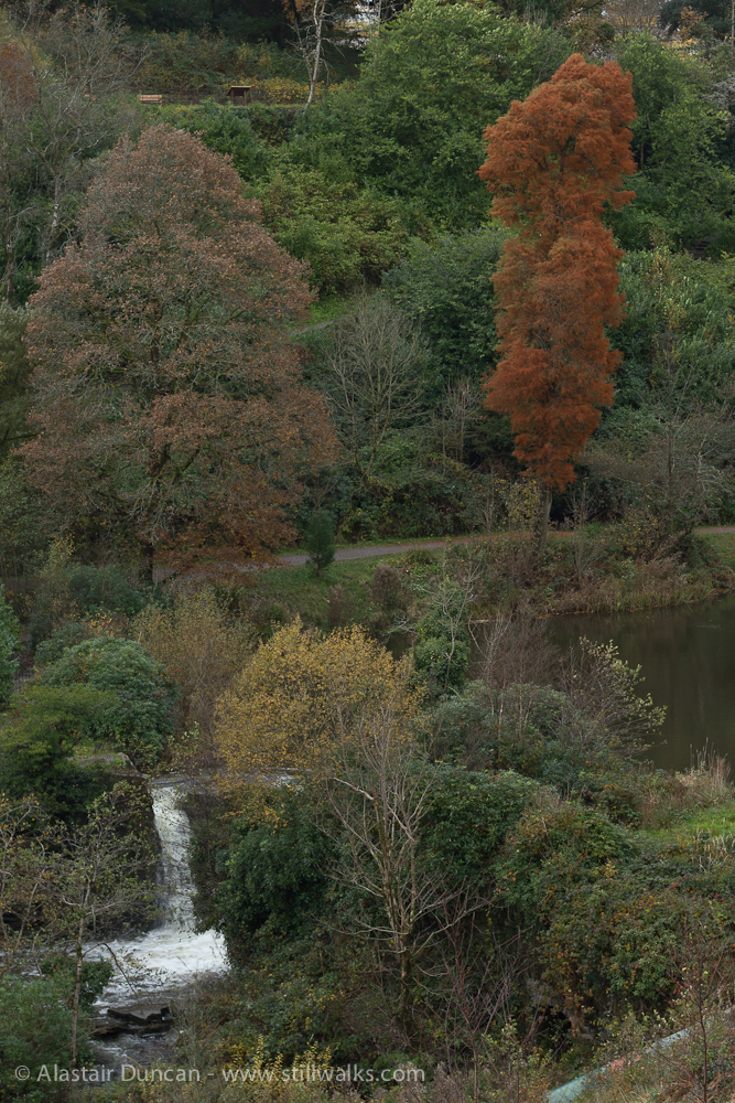 Penllergaer Valley Woods-8 – StillWalks