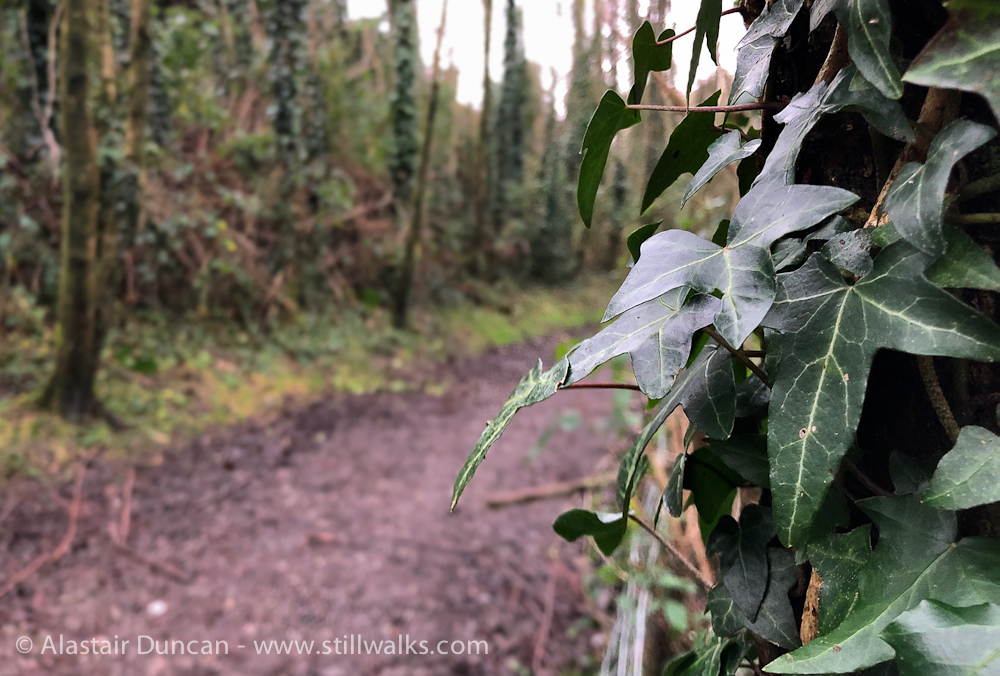 My Walk this Week 139 – Christmas Day Walk – StillWalks