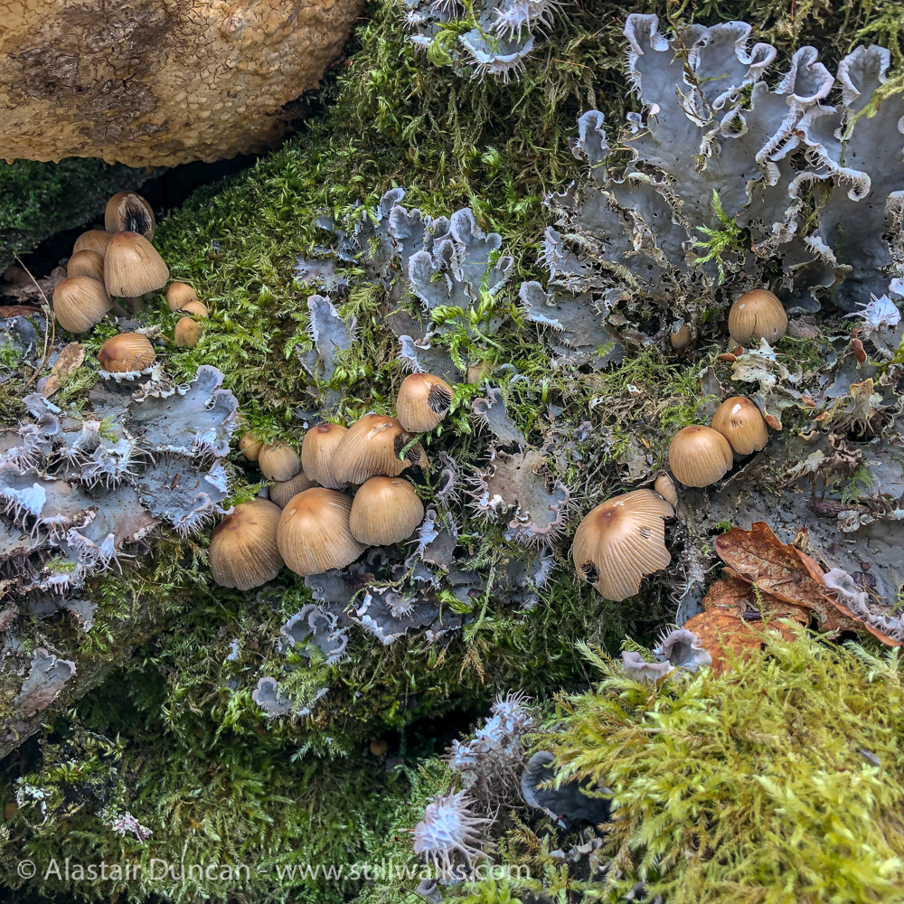 My Walk this Week 154 – Golden Grove, Gelli Aur – StillWalks