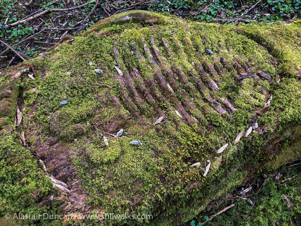 My Walk this Week 154 – Golden Grove, Gelli Aur – StillWalks