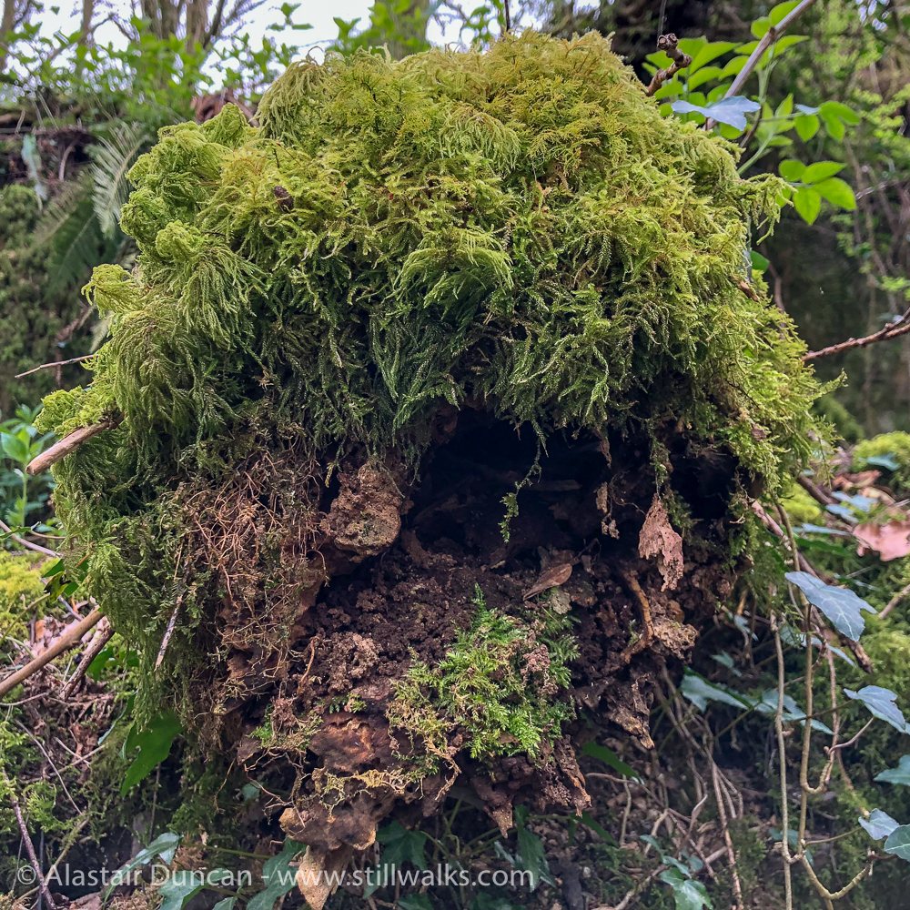 My Walk this Week 154 – Golden Grove, Gelli Aur – StillWalks