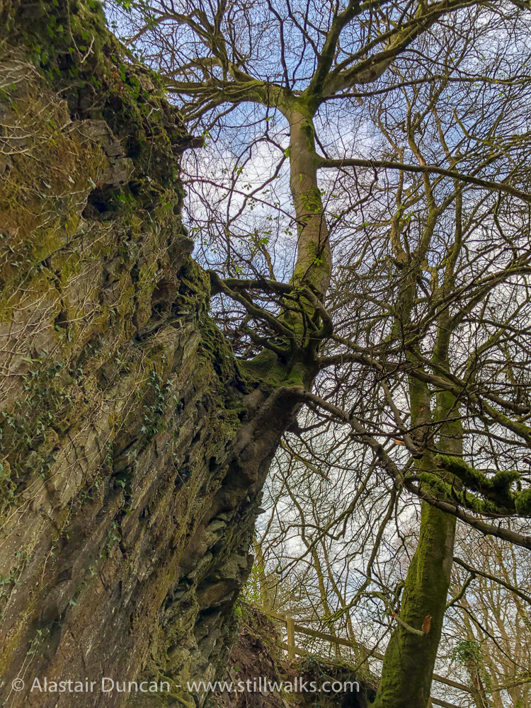 My Walk this Week 154 – Golden Grove, Gelli Aur – StillWalks