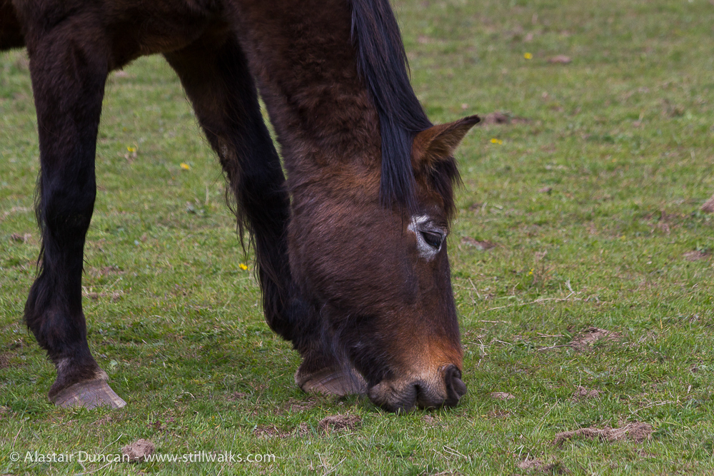 North Gower Walk-10 – StillWalks