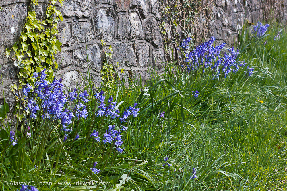 North Gower Walk-6 – StillWalks