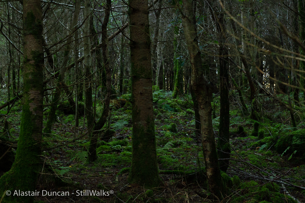 Deep woods | StillWalks