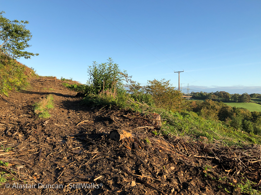 Forest gone | StillWalks