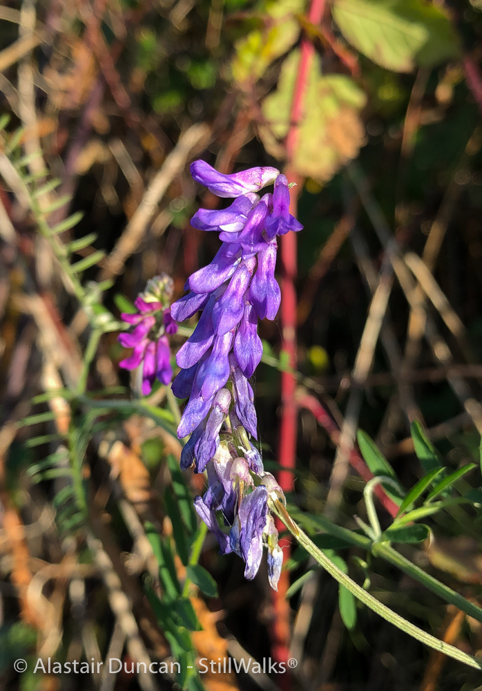 My Walk this Week 181 – Natural Benefits – StillWalks