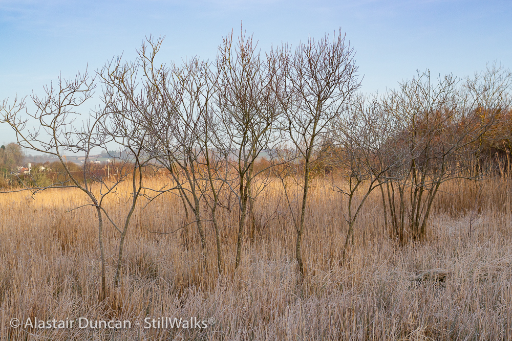 marsh trees – StillWalks