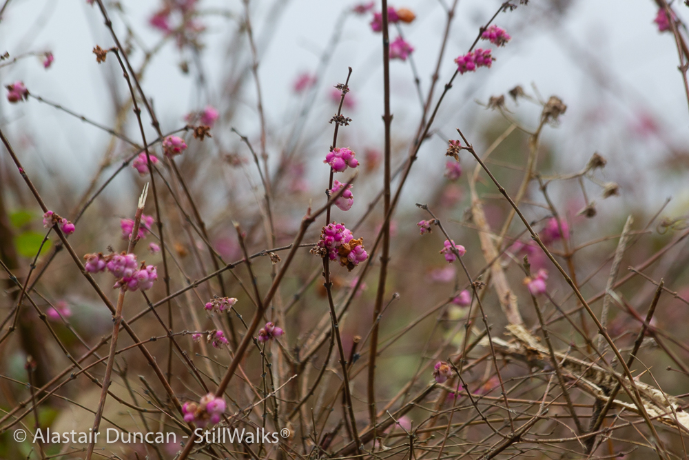My Walk this Week 193 – Estuary Atmosphere – StillWalks