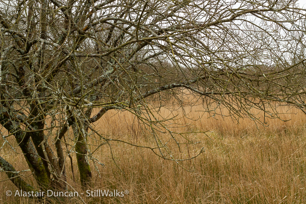trees and marsh grass – StillWalks